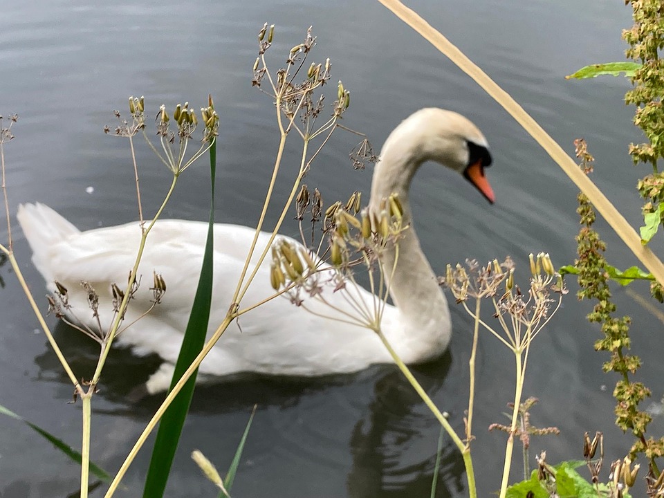 Schwan Im See Aus - Kostenloses Foto auf Pixabay - Pixabay