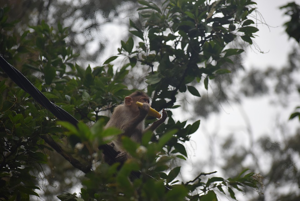 Monkey Animal Forest - Free photo on Pixabay