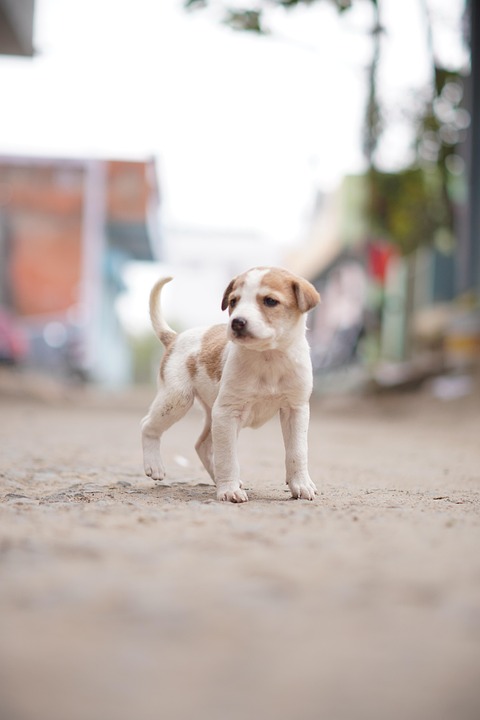 Dog Pet Puppy - Free photo on Pixabay - Pixabay