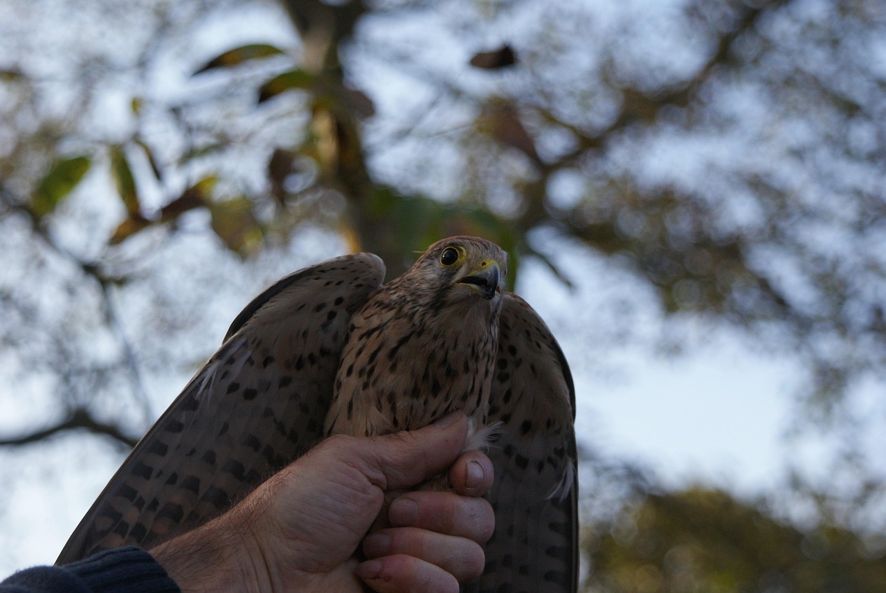 Bird Kestrel Ornithology - Free photo on Pixabay - Pixabay