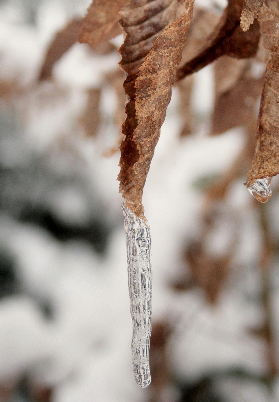 Icicle Autumn Leaves Frost - Free photo on Pixabay