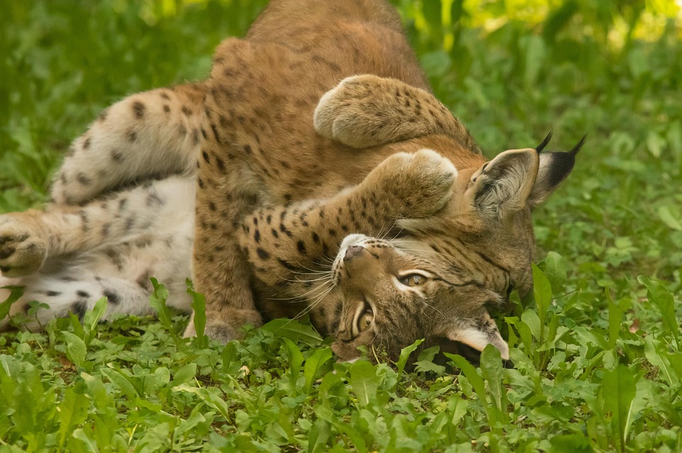 Lynx Nature Animals - Free photo on Pixabay