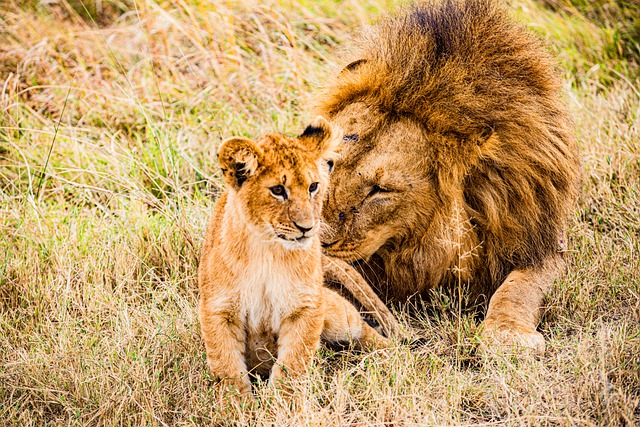 200+ Free Mountain Lion & Nature Images - Pixabay
