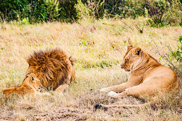 200+ Free Mountain Lion & Nature Images - Pixabay