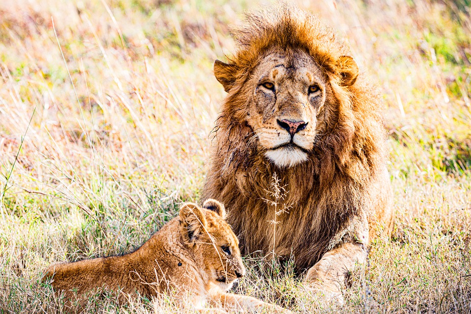 Lions Wild Animals Wilderness - Free photo on Pixabay