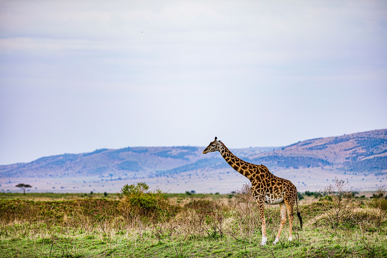3,000+ Giraffe Pictures & Images [HD] - Pixabay