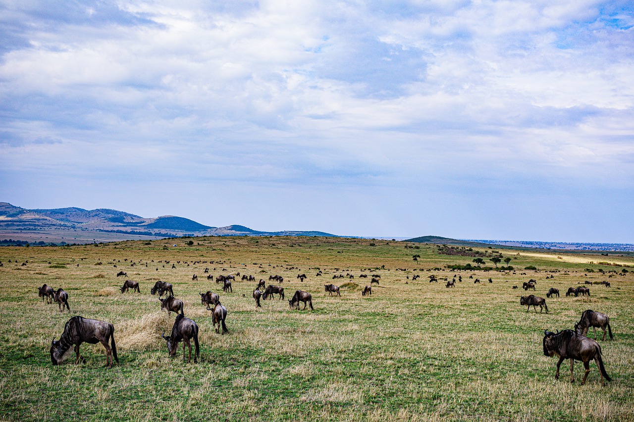 Gnus Wilde Tiere Wildnis - Kostenloses Foto auf Pixabay - Pixabay