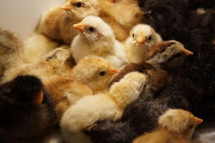 7,000+ Best Chicken Pictures for Free [HD] - Pixabay