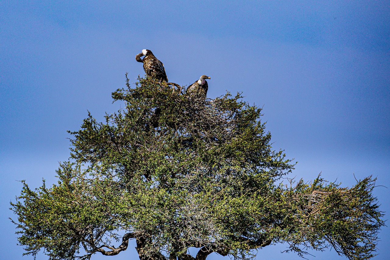 Vulture Wild Animals Wilderness - Free photo on Pixabay
