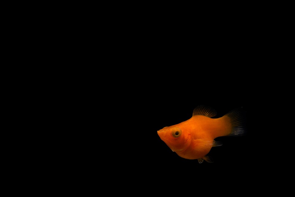 Molly Duckling Fish - Free photo on Pixabay - Pixabay