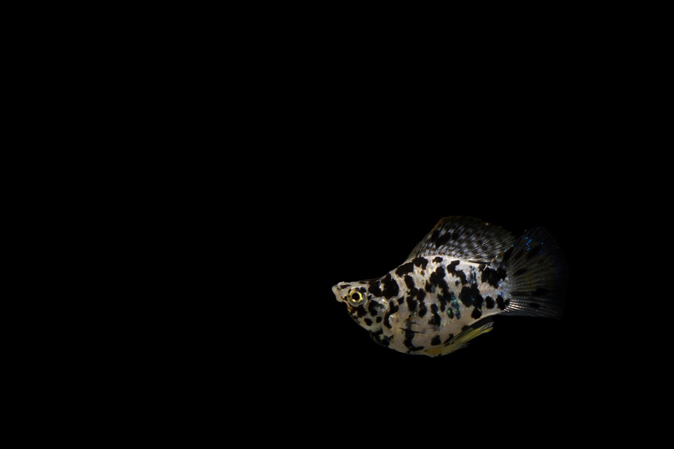 Molly Fish Fauna - Free photo on Pixabay