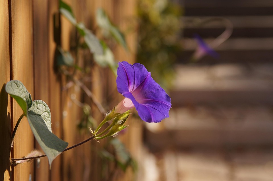 Flower Purple Garden - Free photo on Pixabay