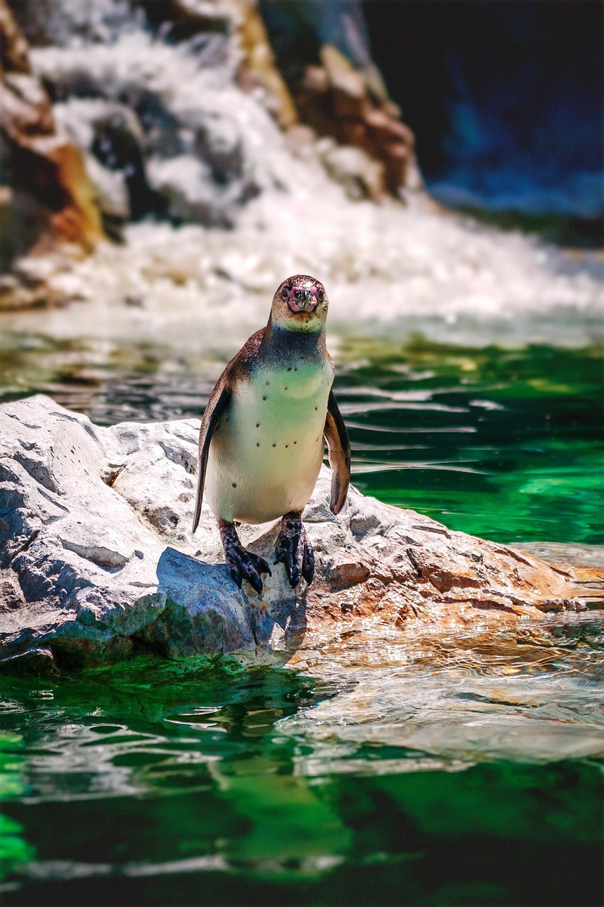 Pingüino De Humboldt Río - Foto gratis en Pixabay - Pixabay
