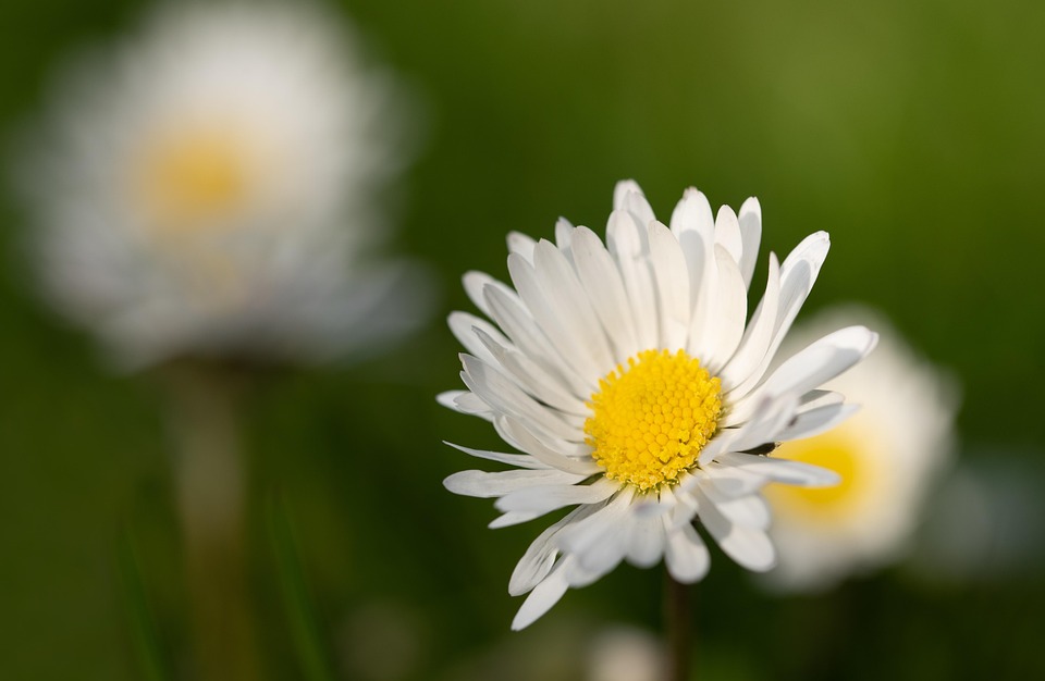 Daisy Flower Petals - Free photo on Pixabay
