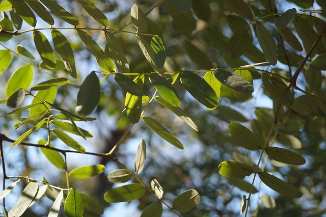 Pohon Daun-Daun Alam Sinar - Foto gratis di Pixabay - Pixabay
