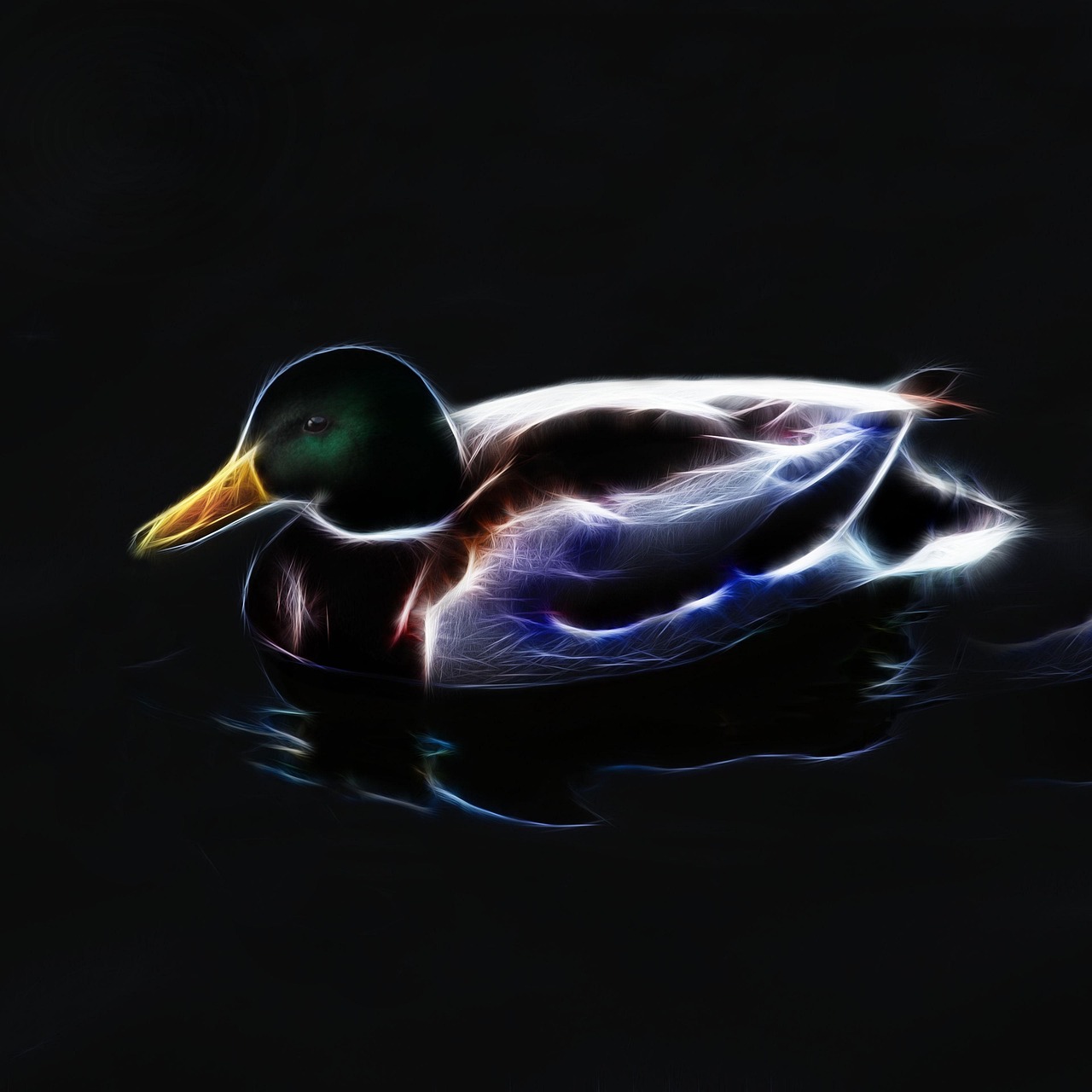 Download Mallard, Water Bird, Duck Bird. Royalty-Free Stock ...