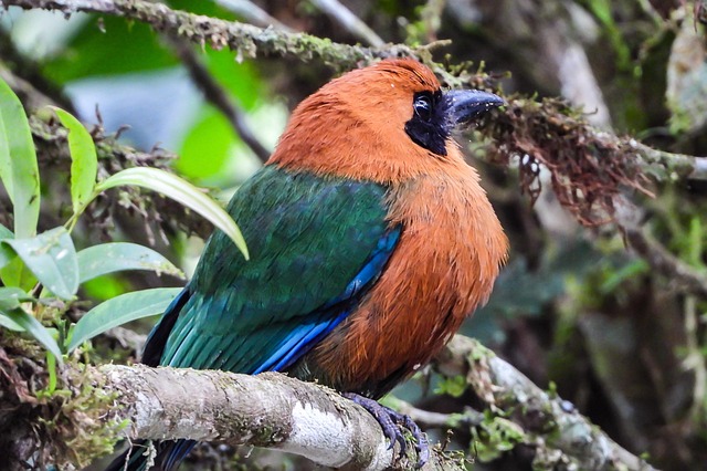Ave Momoto Piquiancho - Foto gratis en Pixabay