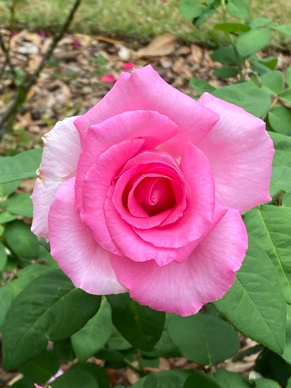 Rose Fleurs Des - Photo gratuite sur Pixabay
