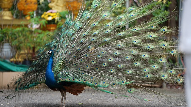 Oiseau Paon Animal Sauvage - Photo gratuite sur Pixabay - Pixabay