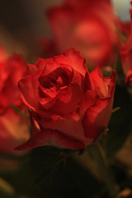 Rose Petals Flower - Free photo on Pixabay