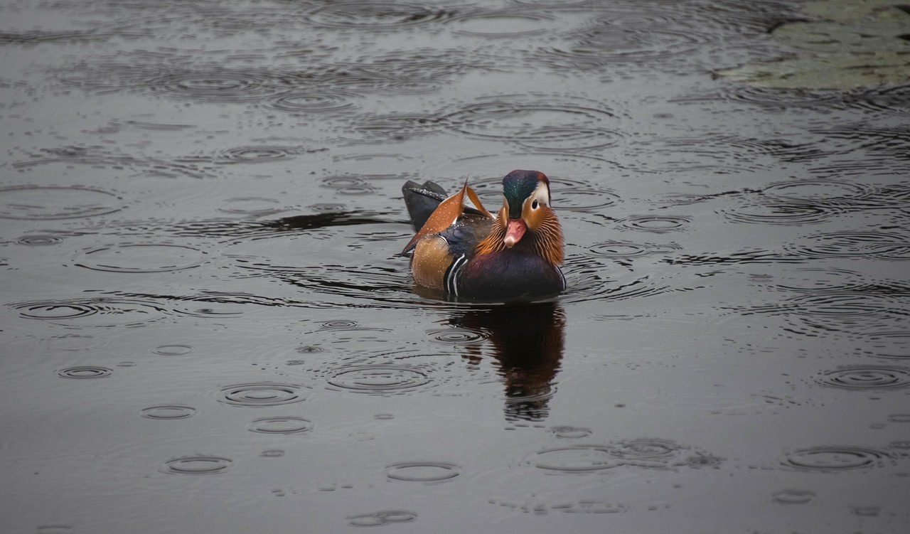Mandarin Duck Bird - Free photo on Pixabay