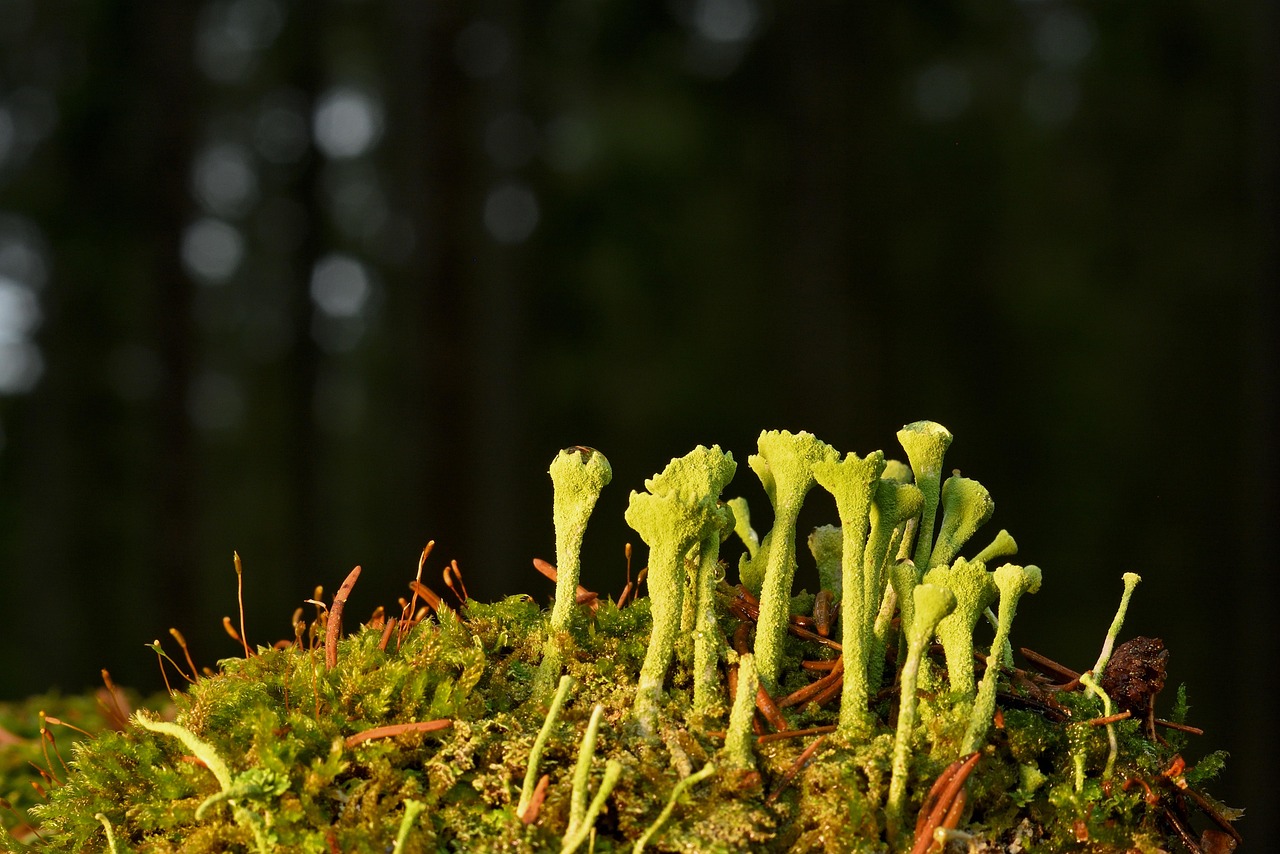 1,000+ Free Lichen & Moss Images - Pixabay