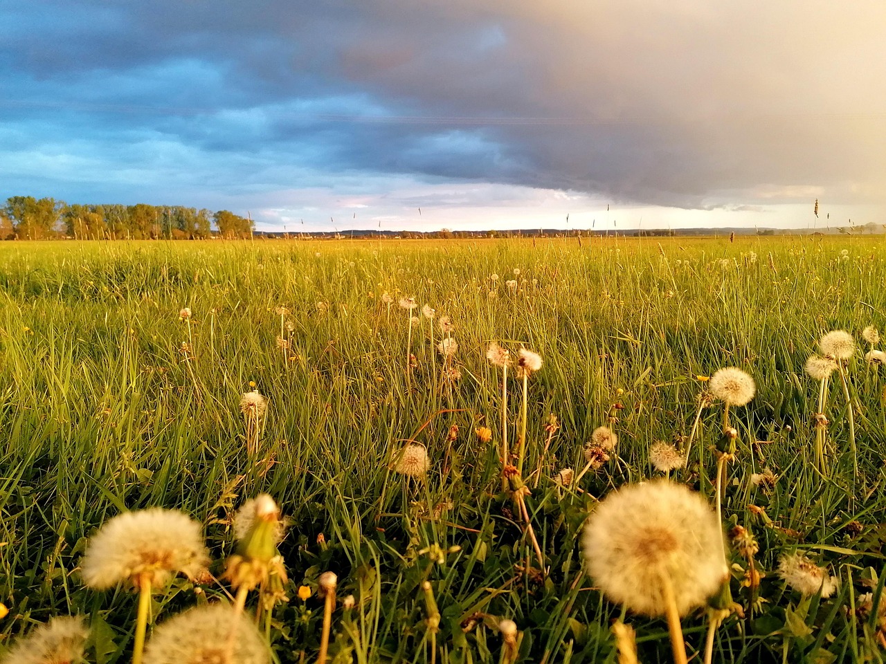 Musim Panas Padang Rumput Alam - Foto gratis di Pixabay