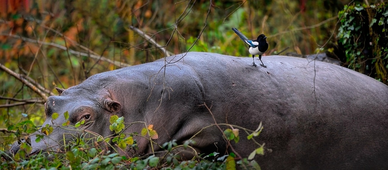 Hippopotamus Hippo Bird - Free photo on Pixabay