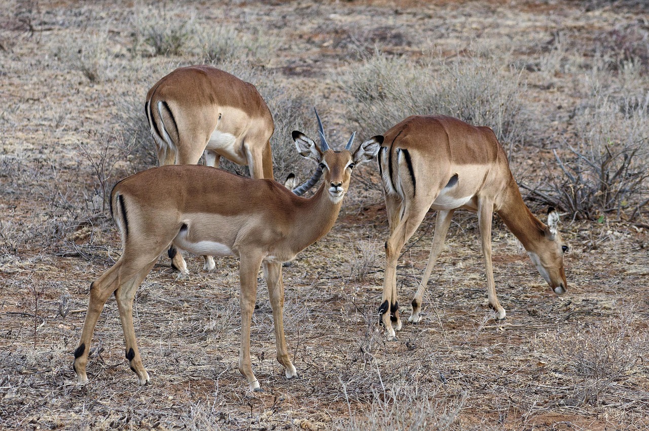 Kenya Gazelles Grant'S - Free photo on Pixabay - Pixabay