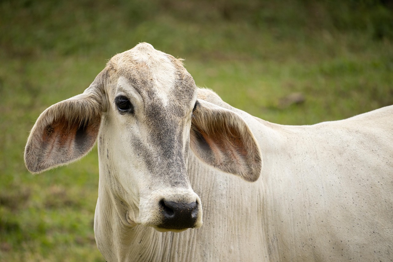 Vaca Ganado Animal - Foto gratis en Pixabay - Pixabay