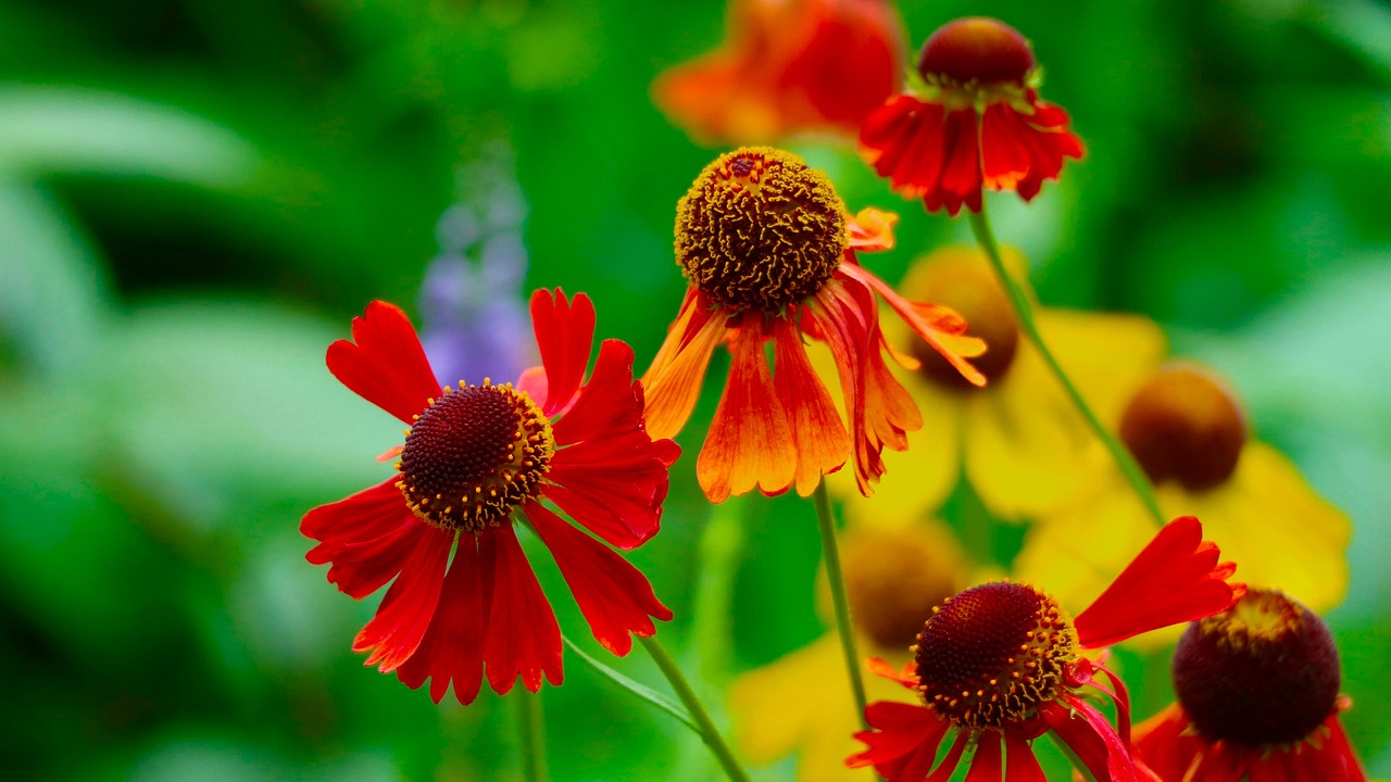 Bunga-Bunga Rumput Bersin Tanaman - Foto gratis di Pixabay - Pixabay