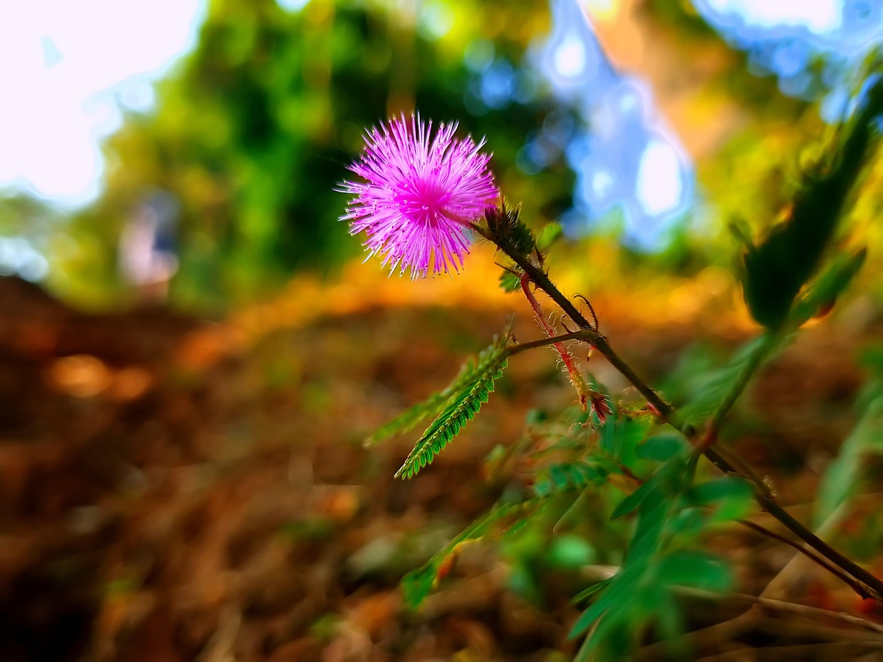 Flor Rosado Naturaleza - Foto gratis en Pixabay