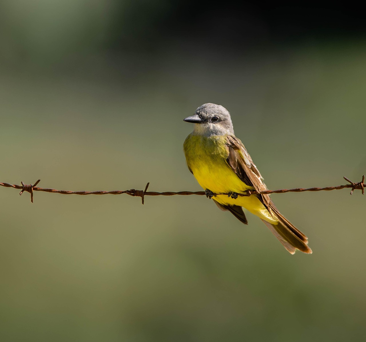 Bird Suirirí Real Brooding Tyrant - Free photo on Pixabay - Pixabay