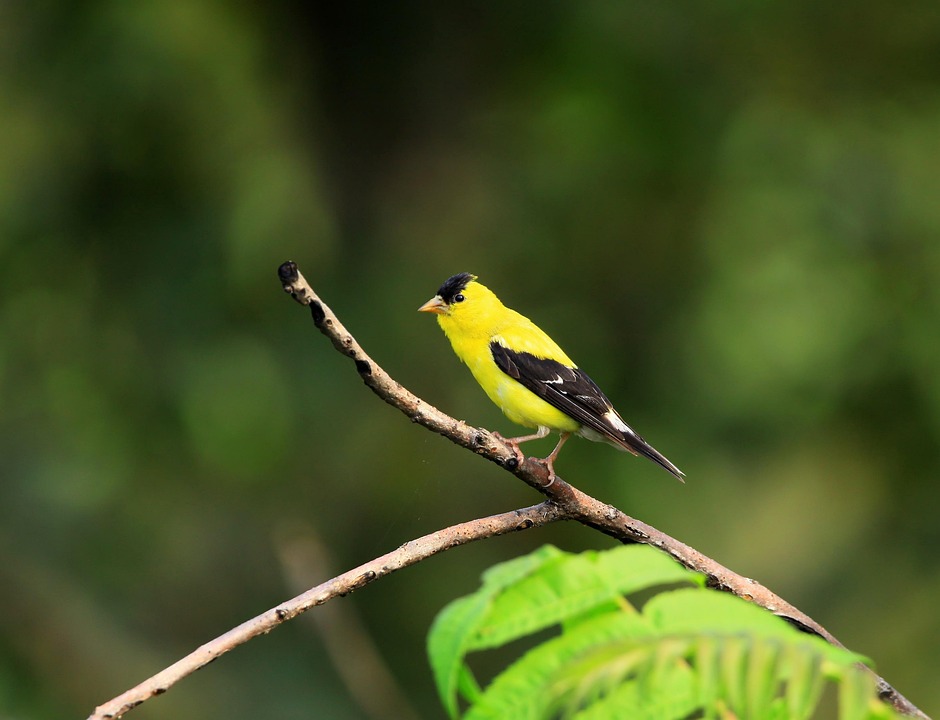 Bird Goldfinch Feathers - Free photo on Pixabay - Pixabay