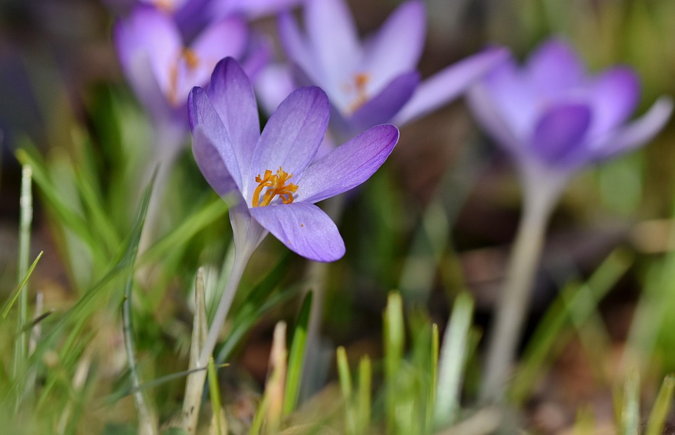 Flower Crocus Sword Lily Family - Free photo on Pixabay - Pixabay