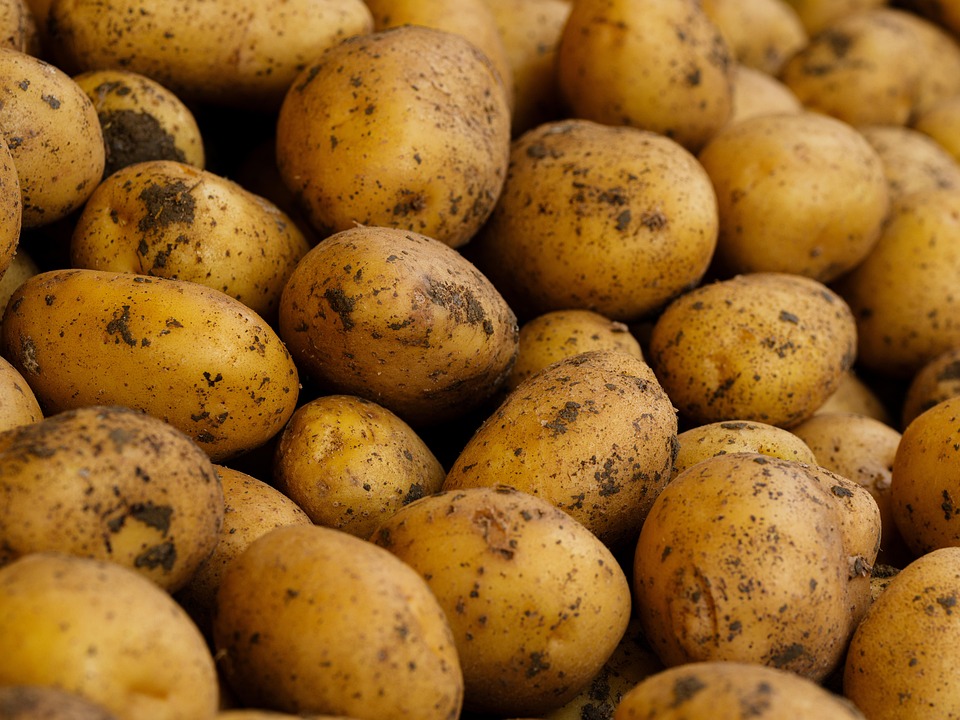 Pommes De Terre Légume Agriculture - Photo gratuite sur Pixabay