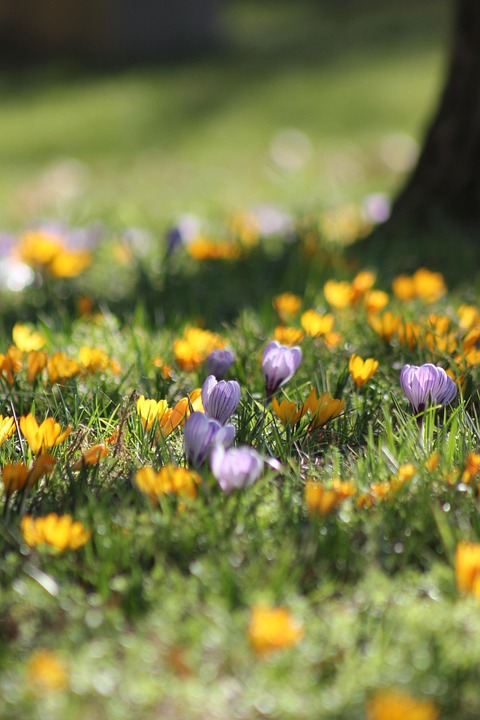 Crocuses Blossom Bloom - Free photo on Pixabay - Pixabay