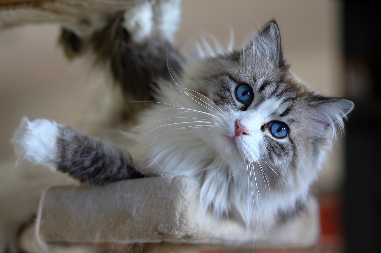 50,000+ Best Free Cat Pictures & Images [HD] - Pixabay