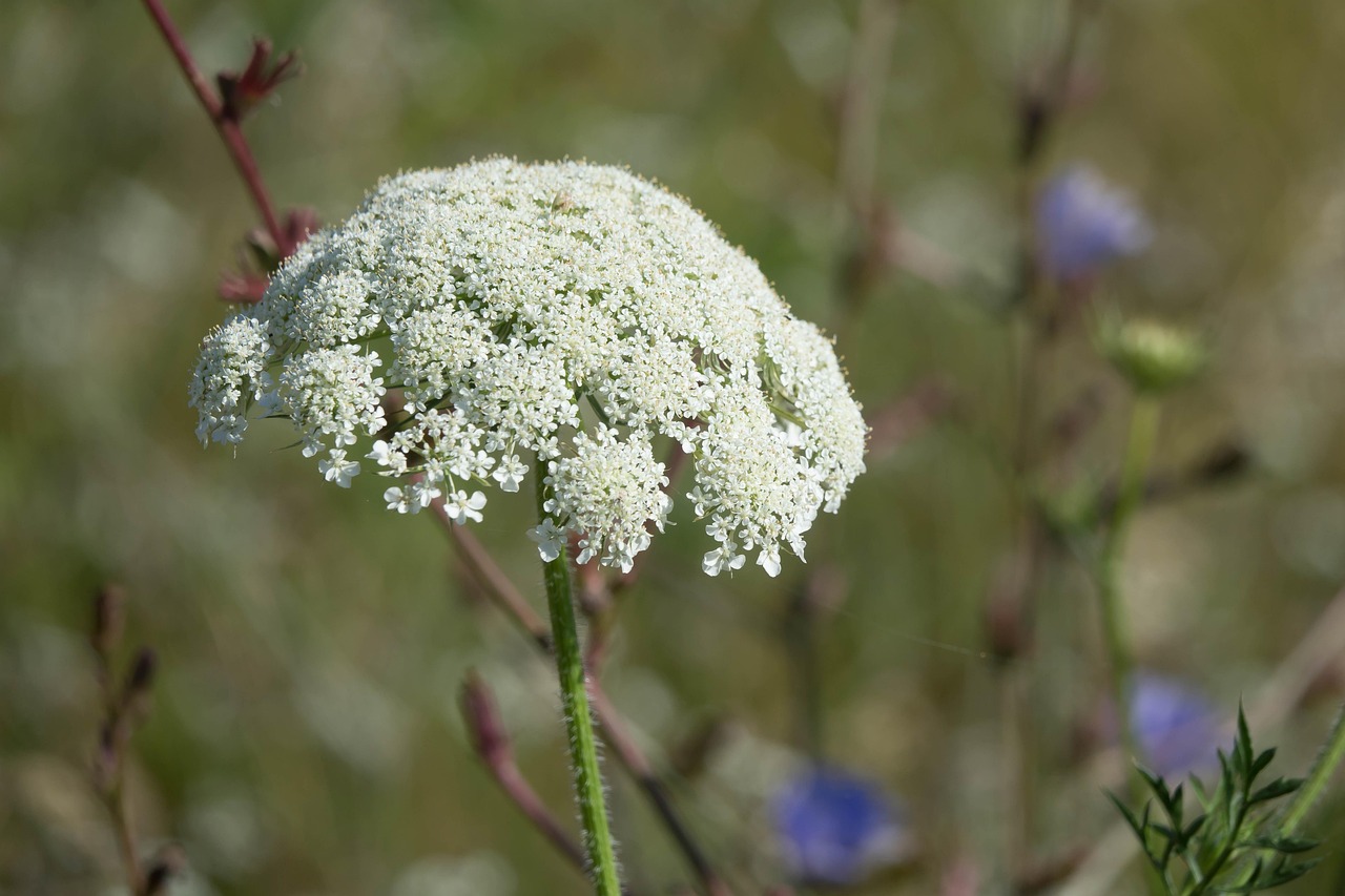 Wild Carrot - Free photo on Pixabay - Pixabay