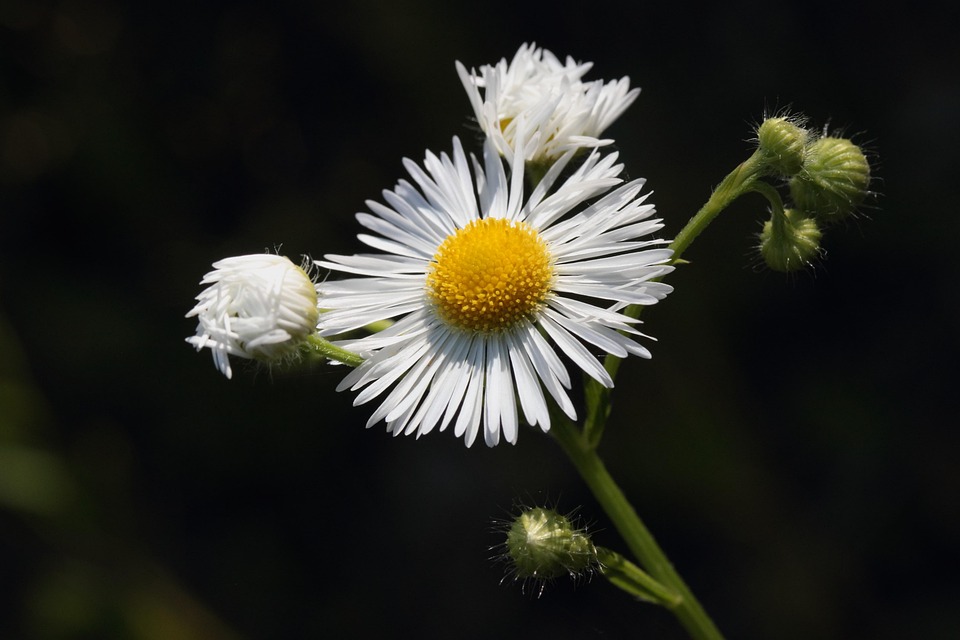 Flowers Bud Wild Plant - Free photo on Pixabay