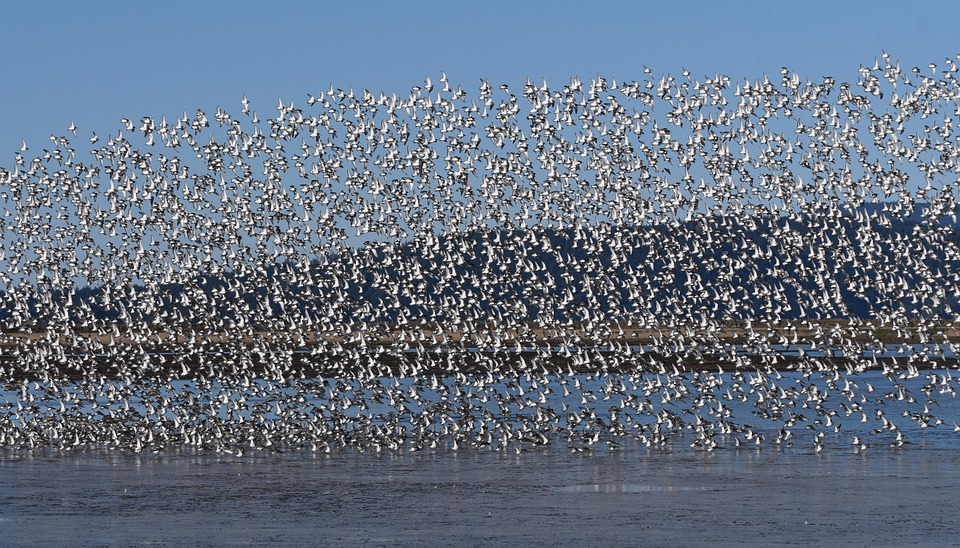 Sandpiper Birds Flock - Free photo on Pixabay