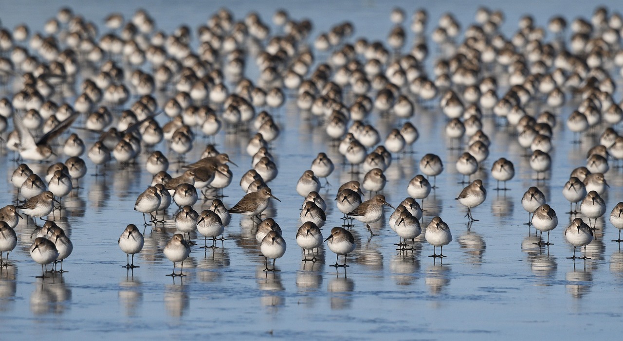 Sandpipers Flock Wings - Free photo on Pixabay