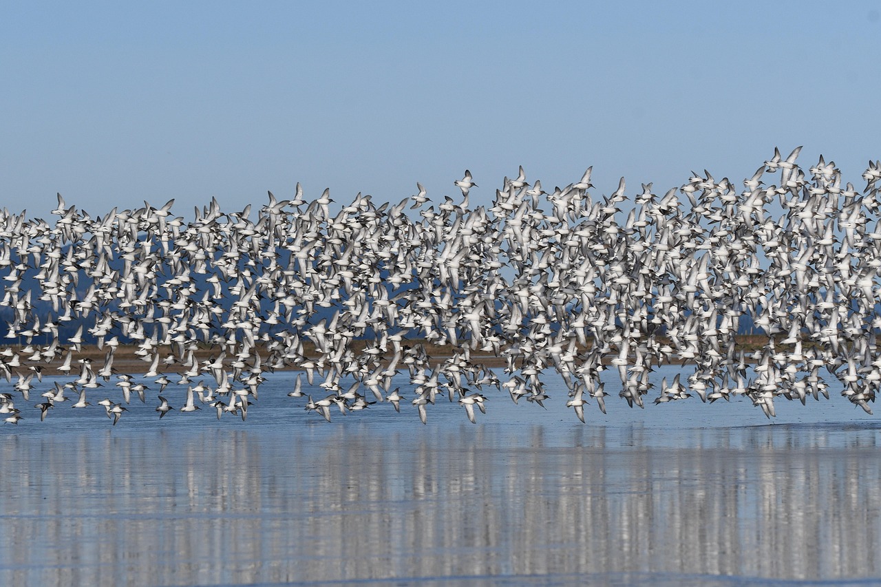Sandpiper Birds Flock - Free photo on Pixabay - Pixabay