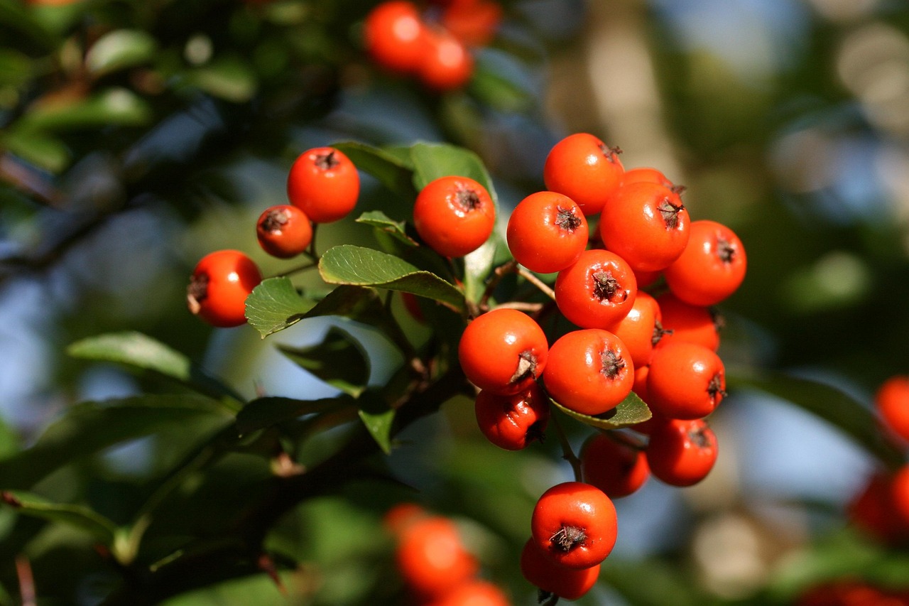 Firethorn Shrub Berry - Free photo on Pixabay