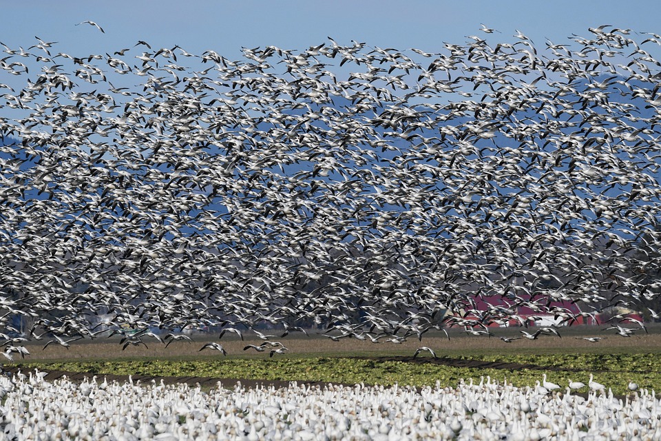 Geese Birds Snow - Free photo on Pixabay