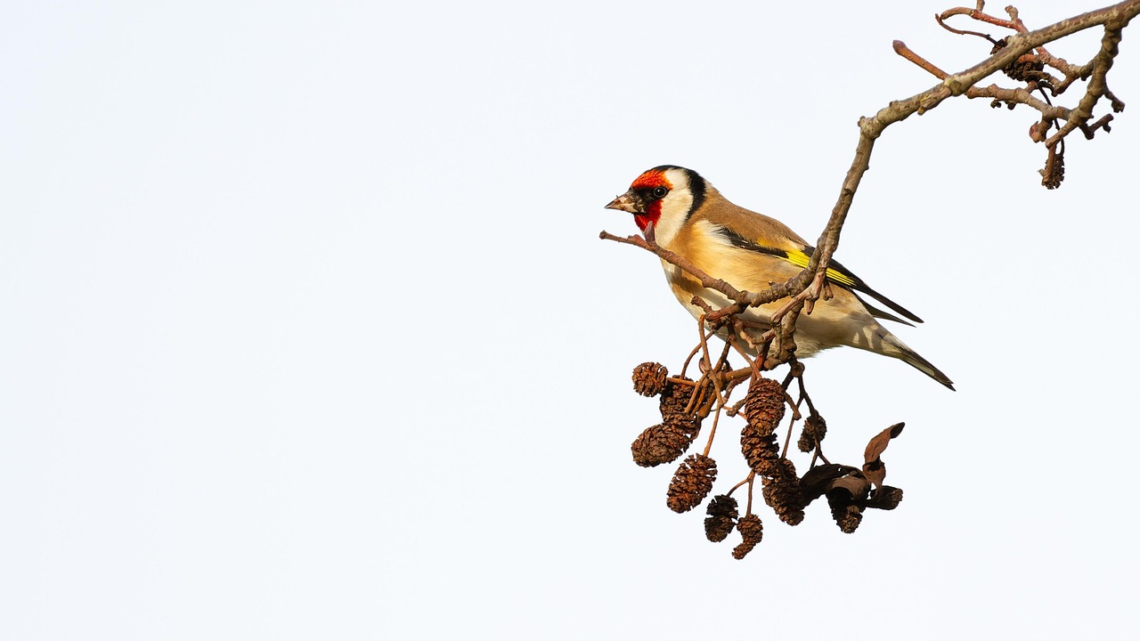 Pájaro Stieglitz Rama - Foto gratis en Pixabay - Pixabay