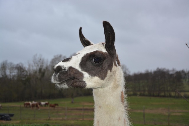Alpaca Mammal Camelid - Free photo on Pixabay