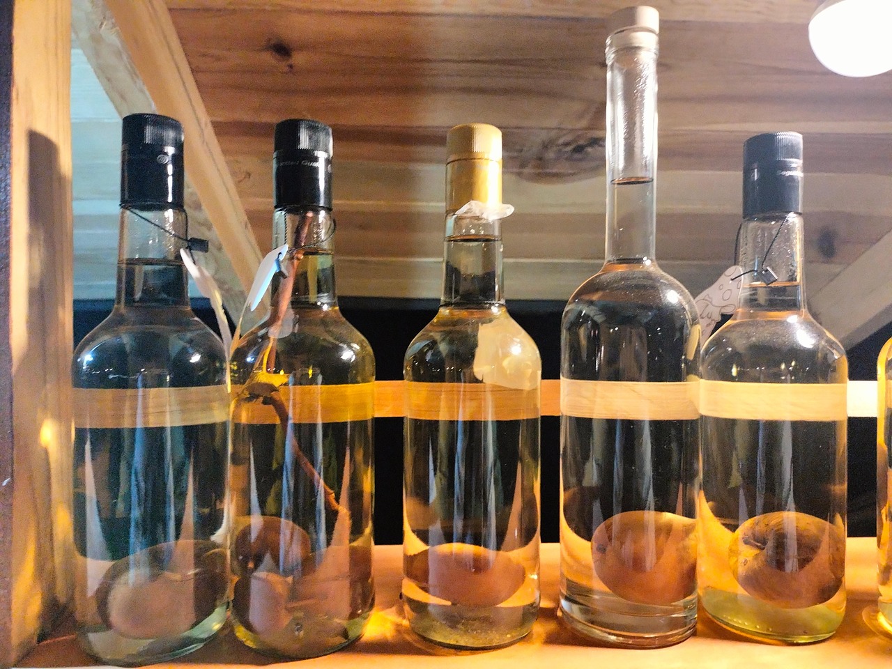 Mezcal Mexico Apple - Free photo on Pixabay - Pixabay