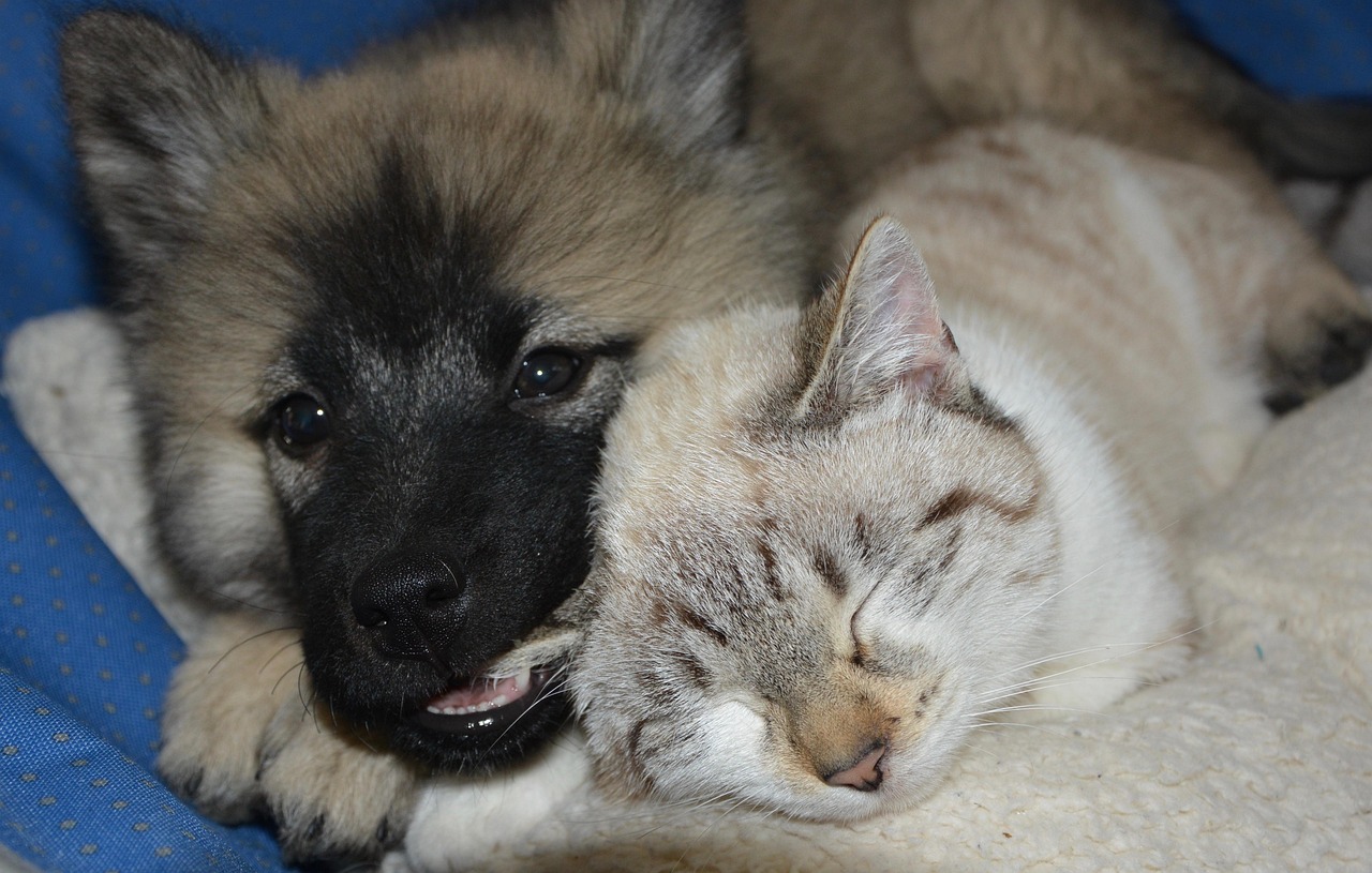Gato Cachorro - Foto gratuita no Pixabay - Pixabay