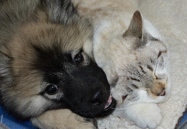 Gato Cachorro Cachorrinho Eurasier - Foto gratuita no Pixabay - Pixabay